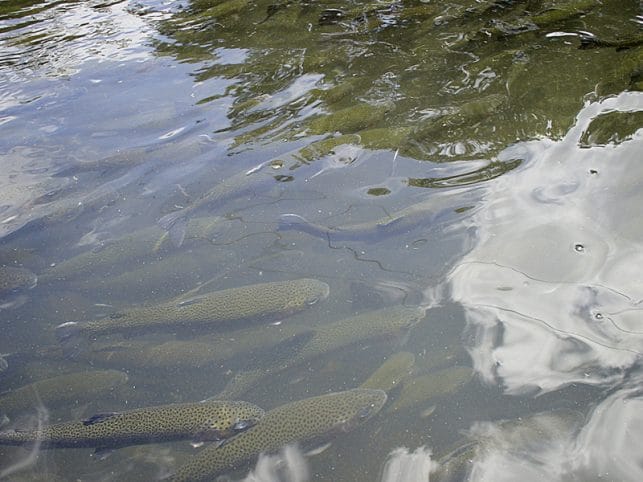 Dezastru în păstrăvării! - Agro Tv