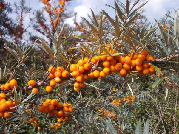 Infiintarea si exploatarea unei plantatii de catina - AGRO TV