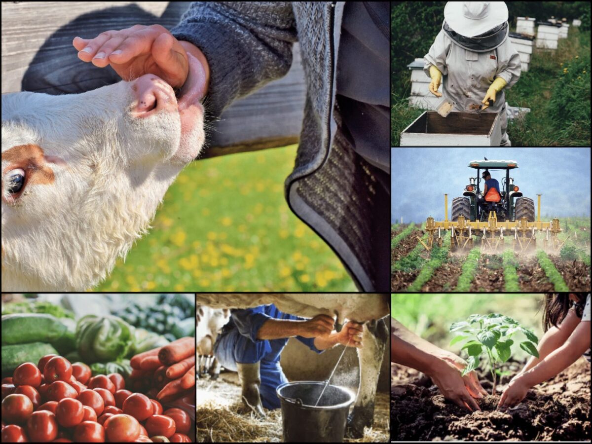 Rolul fermierului agricultura zoo - Agro Tv