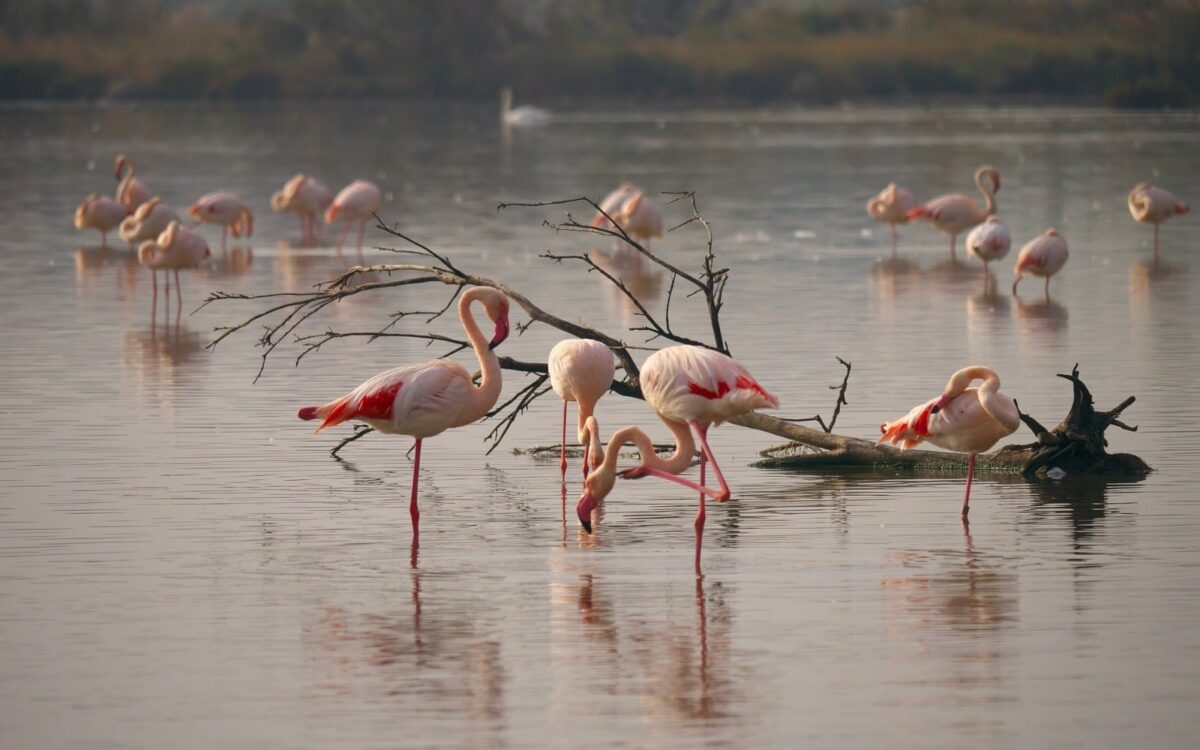 VIDEO. Incredibil! Un grup de pasari flamingo roz, in Delta Dunarii ...