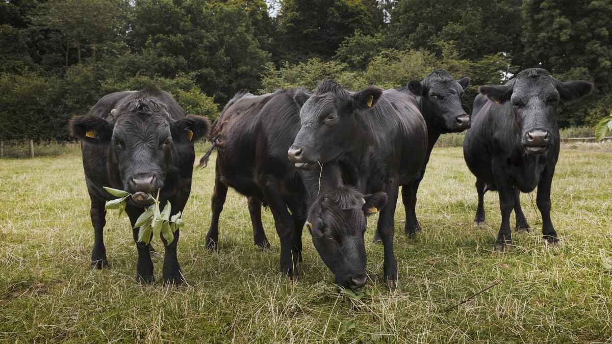 Afacere UNICĂ în România - Taurine de carne crescute cu borhot de ...